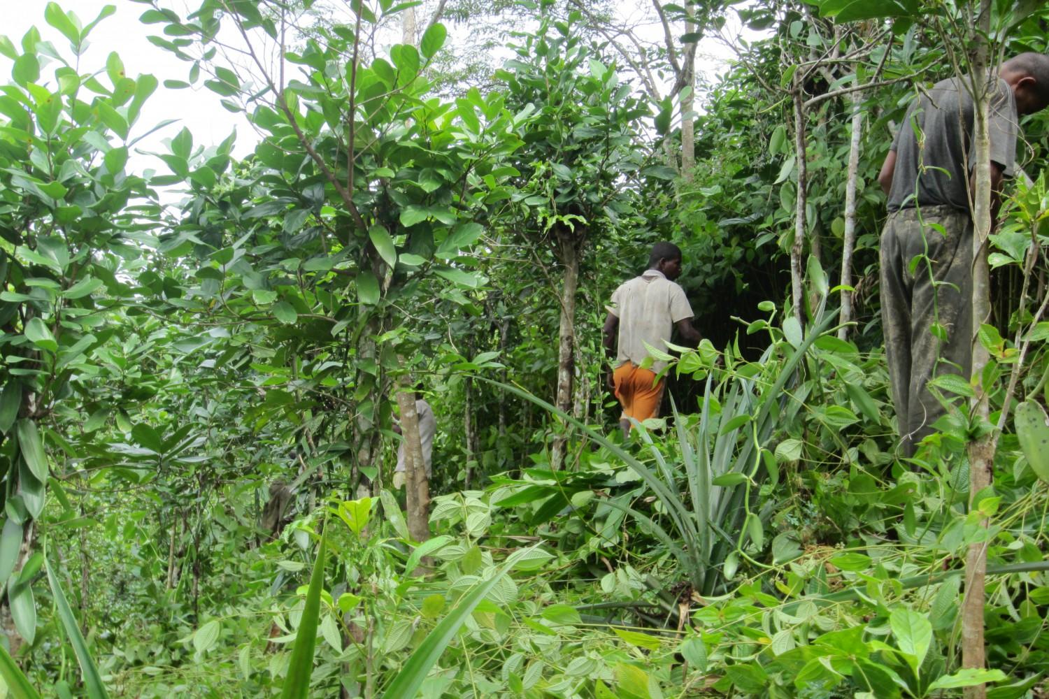 Land, forests and environmental protection in Madagascar - Kone Foundation